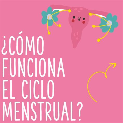 C Mo Funciona El Ciclo Menstrual Educaci N Sexual Sida Studi