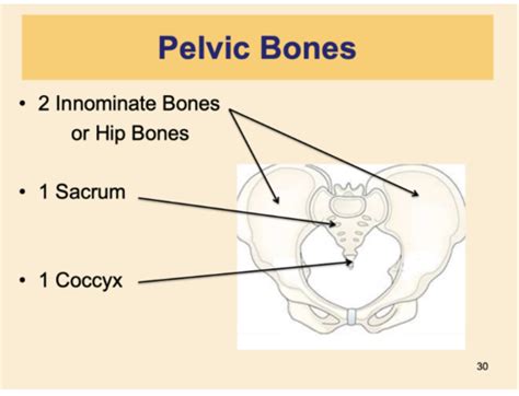 The Pelvis And Pelvic Floor Flashcards Quizlet