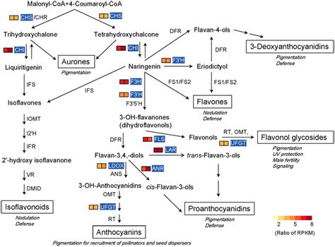 Schematic Of The Flavonoid Biosynthetic Pathway Anr Anthocyanidin