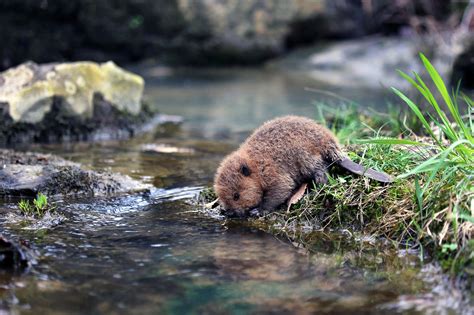 Little Beaver Rtinyunits
