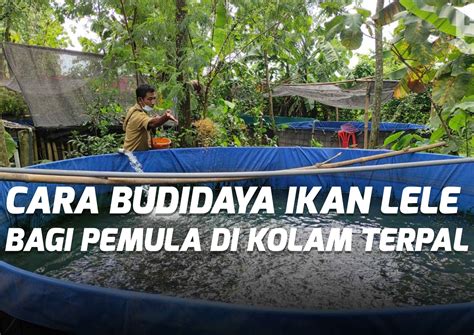 Cara Budidaya Ikan Lelebagi Pemula Di Kolam Terpal MIC Transformer