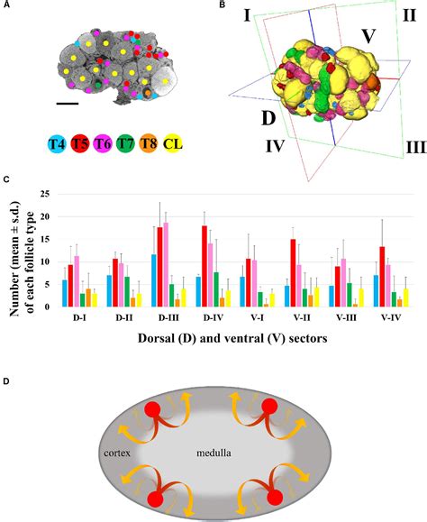 Frontiers Three Dimensional Micro Computed Tomography Of The Adult