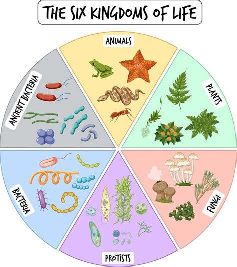 Information Poster Of Six Kingdoms Of Life 2906704 Vector Art At Vecteezy