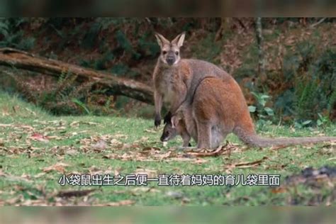 袋鼠的育儿袋里到底有什么等到翻开后你绝对再也不想看了