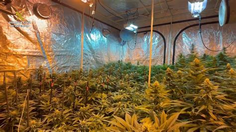 La Guardia Civil desmantela una plantación de marihuana con 1 037