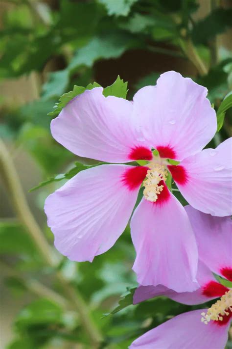 How To Propagate A Hibiscus 1 Best Guide