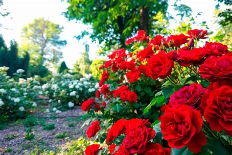 5 Recomendaciones sobre Flores Para Jardin que usará Hoy Jardines urbanos