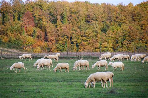 Organic Farm In 5 Star Luxury Hotel In Tuscany Borgo Santo Pietro