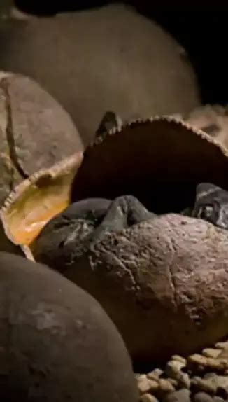 Encontramos ovos de dinossauros na Patagônia