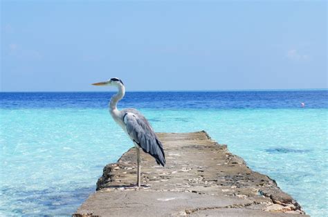 Kostenlose Foto Strand Meer K Ste Wasser Natur Ozean Vogel