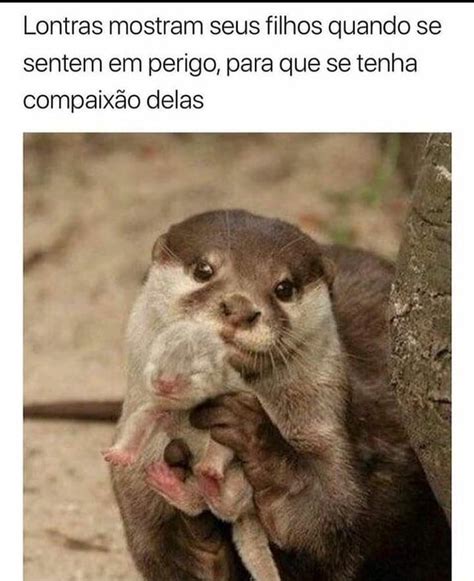 Lontras Mostram Seus Filhos Quando Se Sentem Em Perigo Para Que Se
