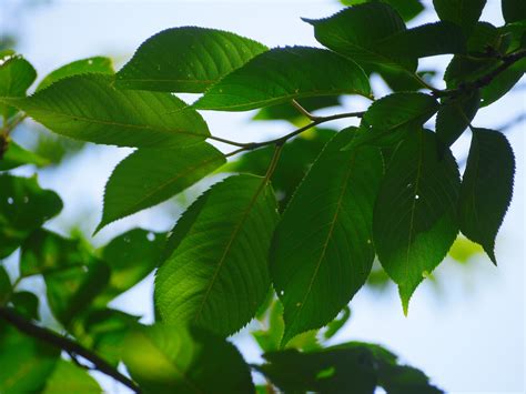 Kirschbaum Blatt Kirschzweig Alte Kostenloses Foto Auf Pixabay Pixabay