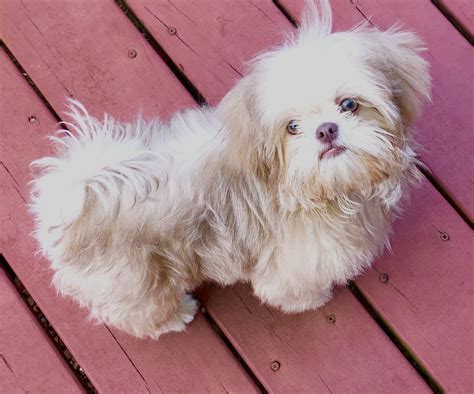 Shih Tzu Puppies For Sale Winston Salem NC 317698