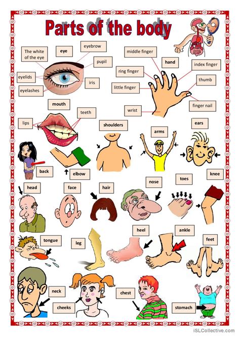 Parts Of The Body 1 Pictionary Pict English ESL Worksheets Pdf Doc