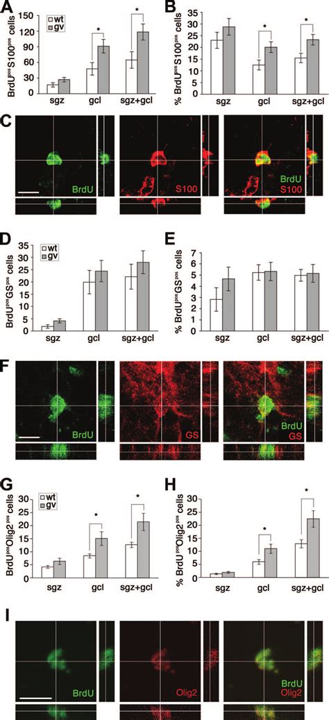 Differentiation Of Grafted Neural Progenitor Cells In The Sgz And Gcl