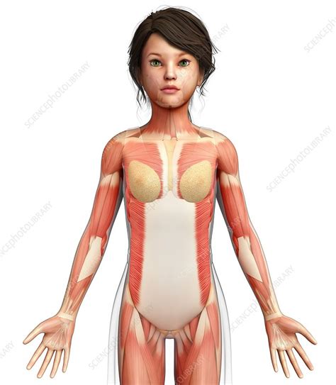 Female Muscular System Illustration Stock Image F013 3315