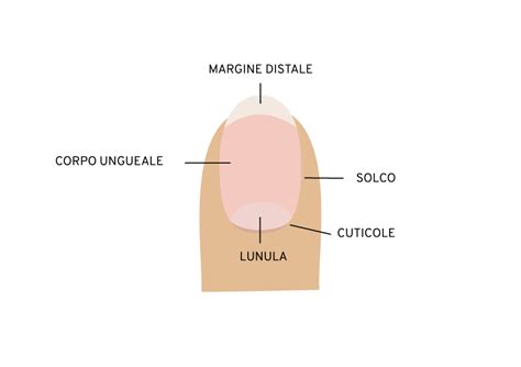Anatomia Dell Unghia Nail Estetispa Estetispa Academy Anatomia