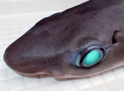Une nouvelle espèce de requin découverte à La Réunion