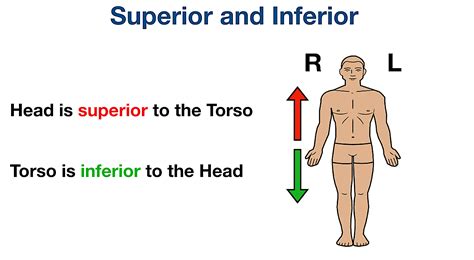 Anatomical Position And Directional Terms Definitions 53 OFF