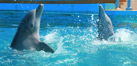 Cuánto Cuesta Nadar con Delfines en Nuevo Vallarta Dolphin Discovery