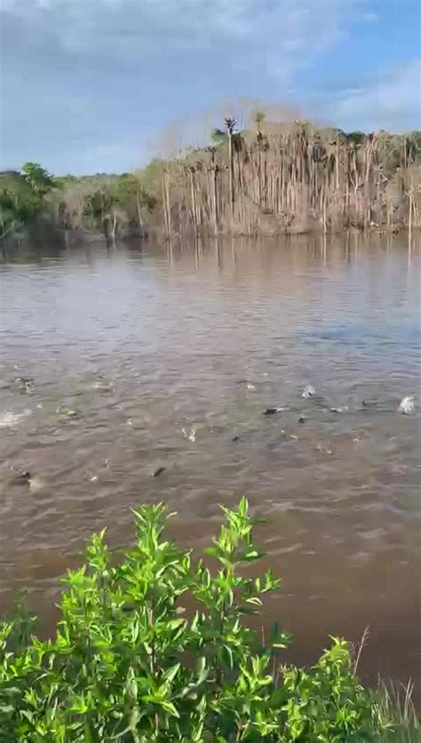 Fazenda A Venda Em Mato Grosso Fazendas Mato Grosso
