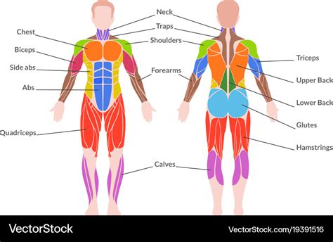 Human Muscular System Royalty Free Vector Image