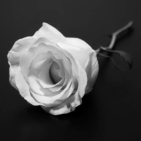 Aromático Antecedentes Hermosa Foto gratis en Pixabay Pixabay