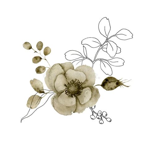 Acuarela Y Ramo De La An Mona Del Bosquejo Flores Y Bayas Pintadas A