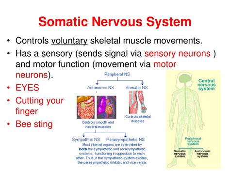 PPT Brain And Nervous System NS PowerPoint Presentation Free