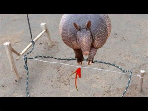 Armadilha de trilha para pegar tatu paca capivara sobrevivência na