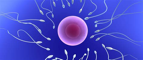 Fecundaci N In Vitro Convencional O Icsi