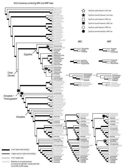 supertree phylogeny of odonatoidea based on mrc and mrp analyses of 30 download scientific