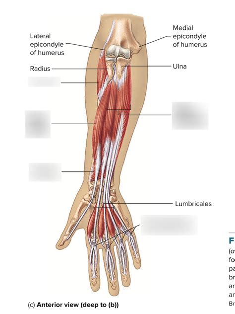 Forearm Anterior View Deep Diagram Quizlet