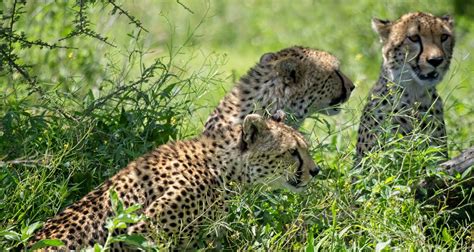 Tarangire National Park Day Tour By Serengeti Access Safaris Tourradar