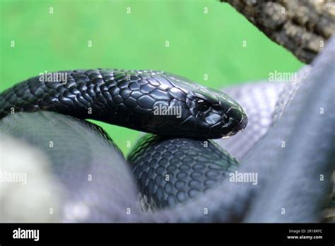 Schwarze Speikobra Black Spitting Cobra Naja Nigricincta Woodi