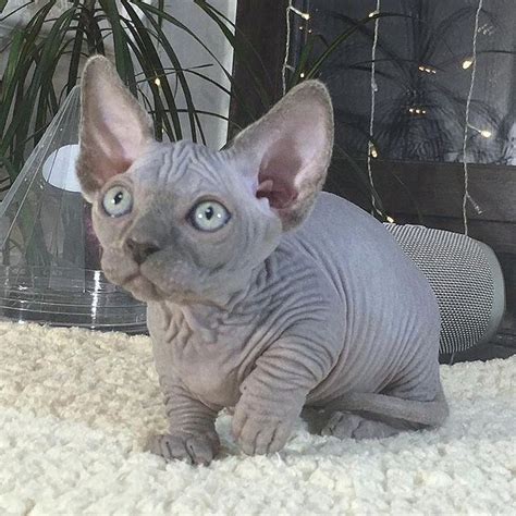 Sphynx Kittens For Sale Near Me Artofit