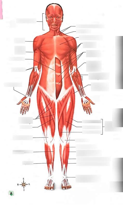 Ap Skeletal Muscles Anterior Diagram Quizlet