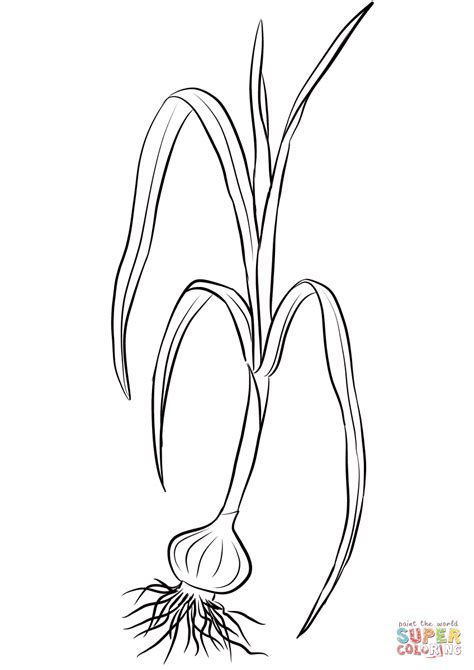 Leek Poireau Prei Lauch Coloriage Kleurplaat Coloring Para Colorear