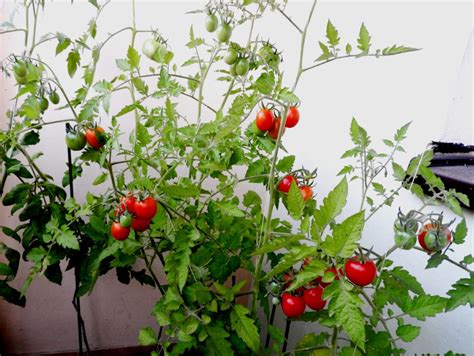 Uprawa pomidorów na balkonie w doniczkach Love Natura kochamy to