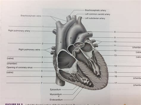Label The Anterior View Of The Human Heart Labels Design Ideas