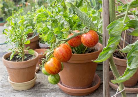 Cómo cultivar tomates en una maceta de manera fácil y económica