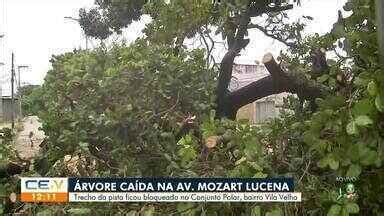 Cetv Edi O Fortaleza Rvore Cai No Bairro Vila Velha E Bloqueia