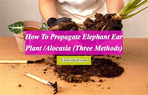 How To Propagate Elephant Ear Plant Alocasia Three Methods