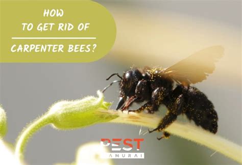 Carpenter Bee Control How To Get Rid Of Carpenter Bees Pest Samurai