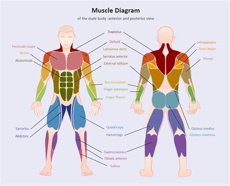Leg Muscles Labeled Diagram Edrawmax Template Porn Sex Picture