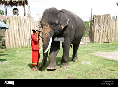 Thai Elephant Ayutthaya Thailand Stock Photo Alamy