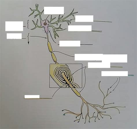 Aufbau Eines Neurons Unten S 37 Diagram Quizlet