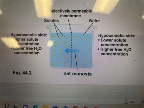 Osmoregulation Excretion Flashcards Quizlet
