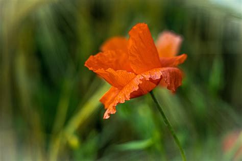 Poppy Red Flower Free Photo On Pixabay Pixabay
