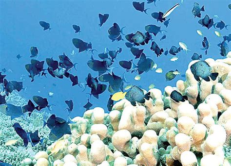 Wisata Bawah Laut Wakatobi Kepingan Surga Yang Mendunia KENDARIPOS